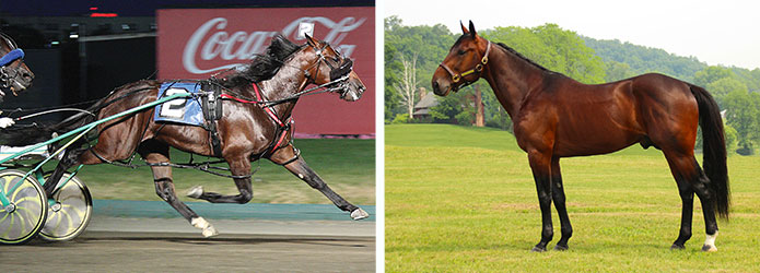 Heston Blue Chip is the Ideal Choice for PA!